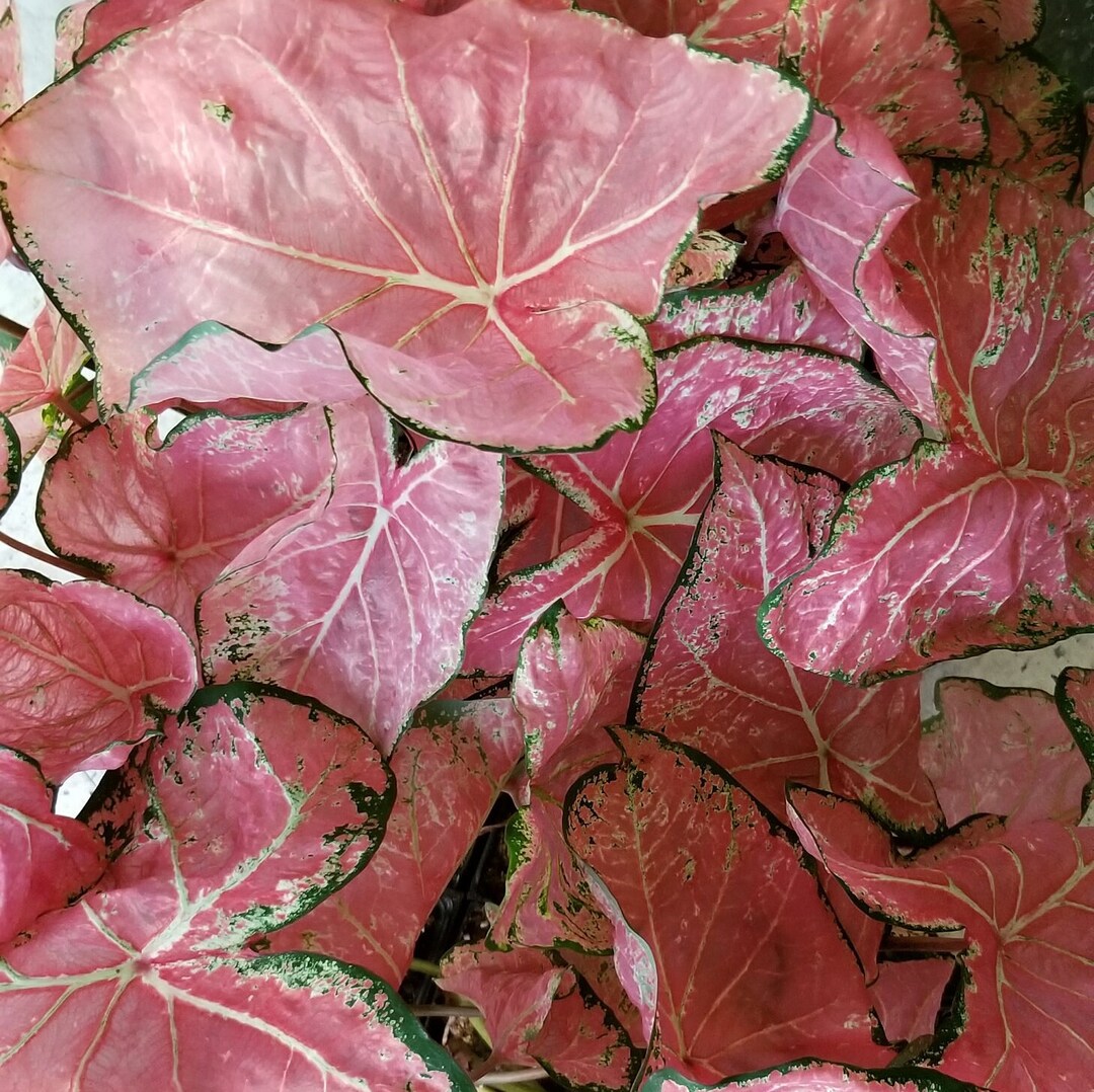 Pink Symphony Caladium - Live Plant. Ships in 4" Pot. We Do Not Ship to ...