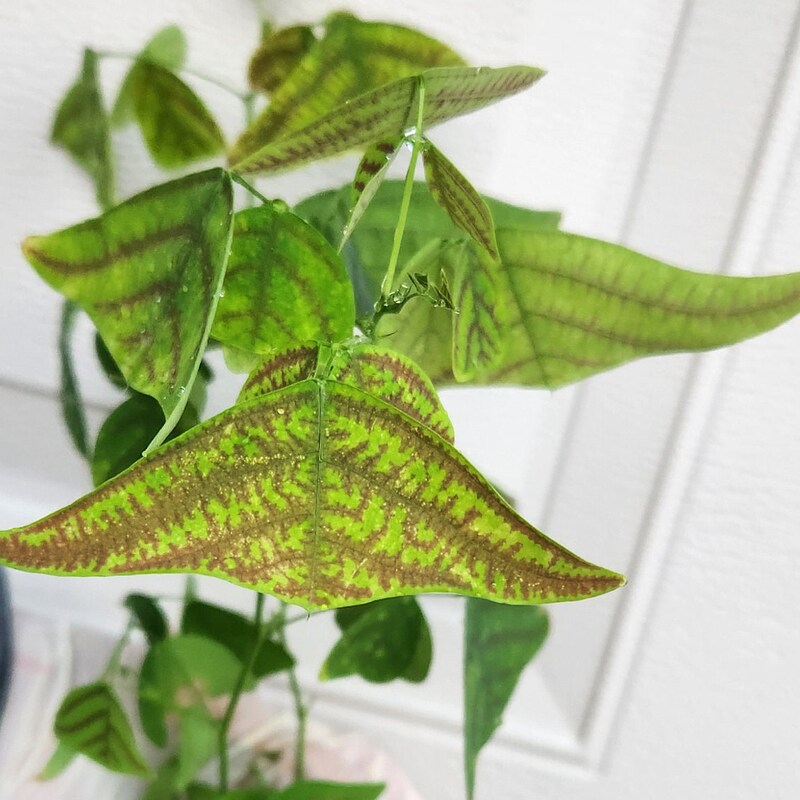 Swallowtail Plant - Etsy