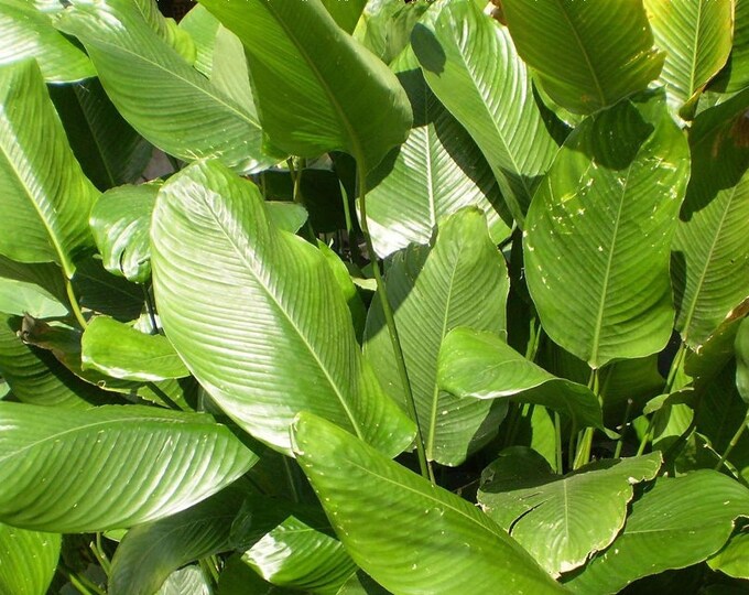 Dong Leaves, Dong Leaf, Phrynium Placentarium Live Plant. Ships in 4 ...