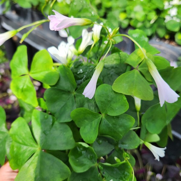 Oxalis - Etsy