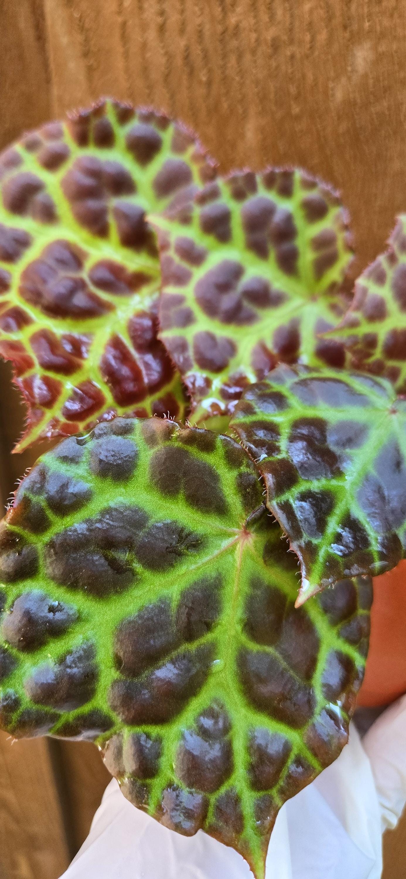 Begonia Rajah Live and Big Plant. Ships in 4" Pot. US Seller . We Do ...