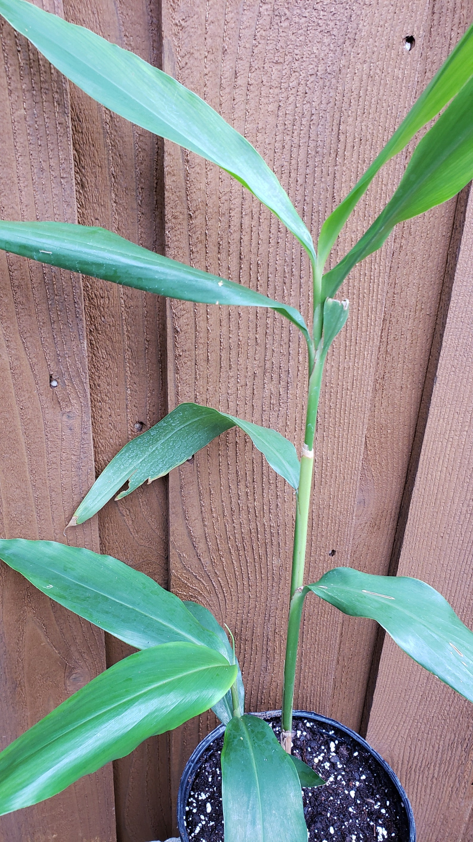 Organic Lesser Galangal Alpinia officinarum Plant Cây | Etsy