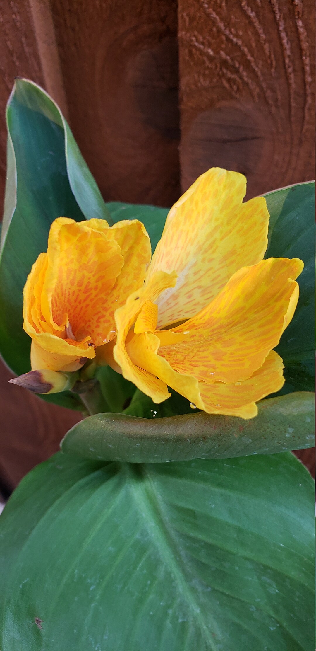 Dwarf Tropical Yellow Canna Lily Plant. Ships 4" Pot. - Etsy