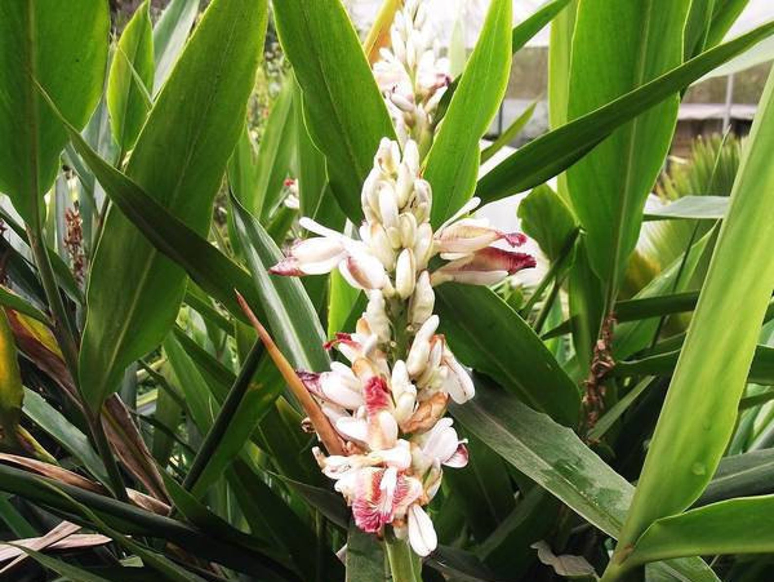 Organic Lesser Galangal Alpinia officinarum Plant Cây | Etsy