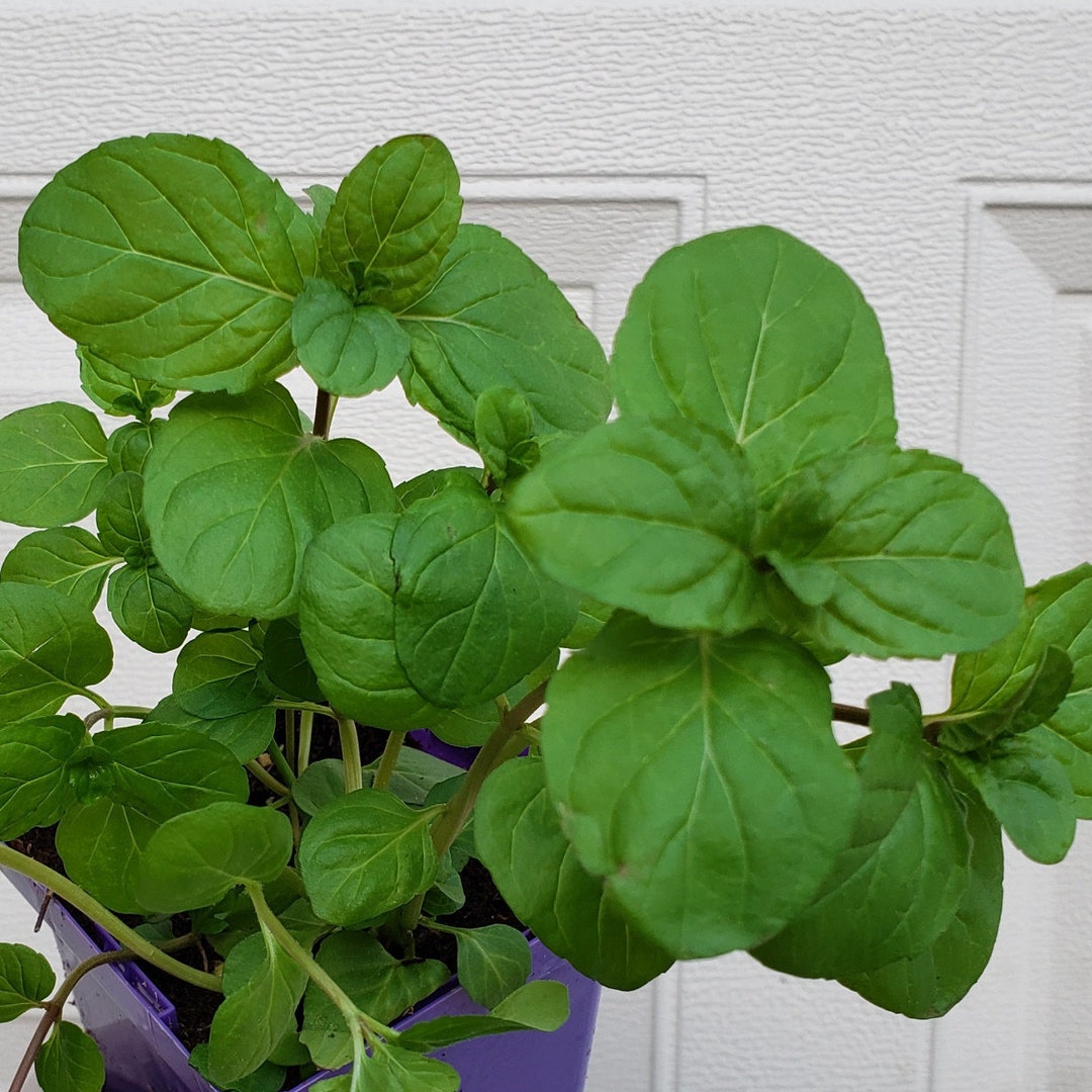 Lemon Mint Plants. Ships in 4,5" Pot. - Etsy