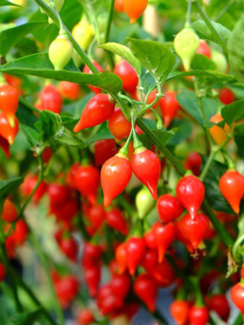 Red Biquinho Hot Pepper Little Beak Pepper Plant Matured - Etsy