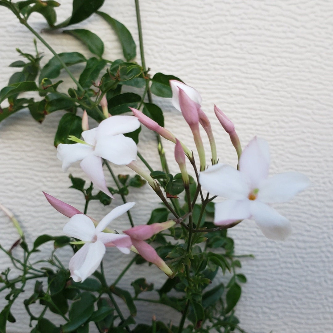 Pink Jasmine Vine, Jasminum Polyanthum Plants. Ships in 4,5" Pot. - Etsy