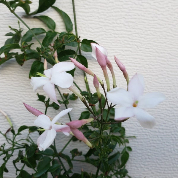 Jasmine Plant - Etsy