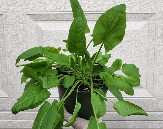 Common Sorrel Plants - Rau Chua. Ships in Gallon Pot. We Do Not Ship to ...