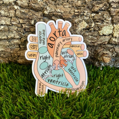 Labeled Heart Diagram Sticker Hand-drawn Anatomy Sticker - Etsy