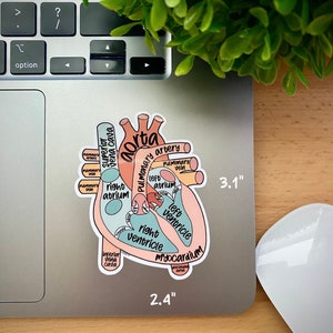 Anatomical Heart Sticker | Hand Drawn | Water Resistant Vinyl Sticker ...