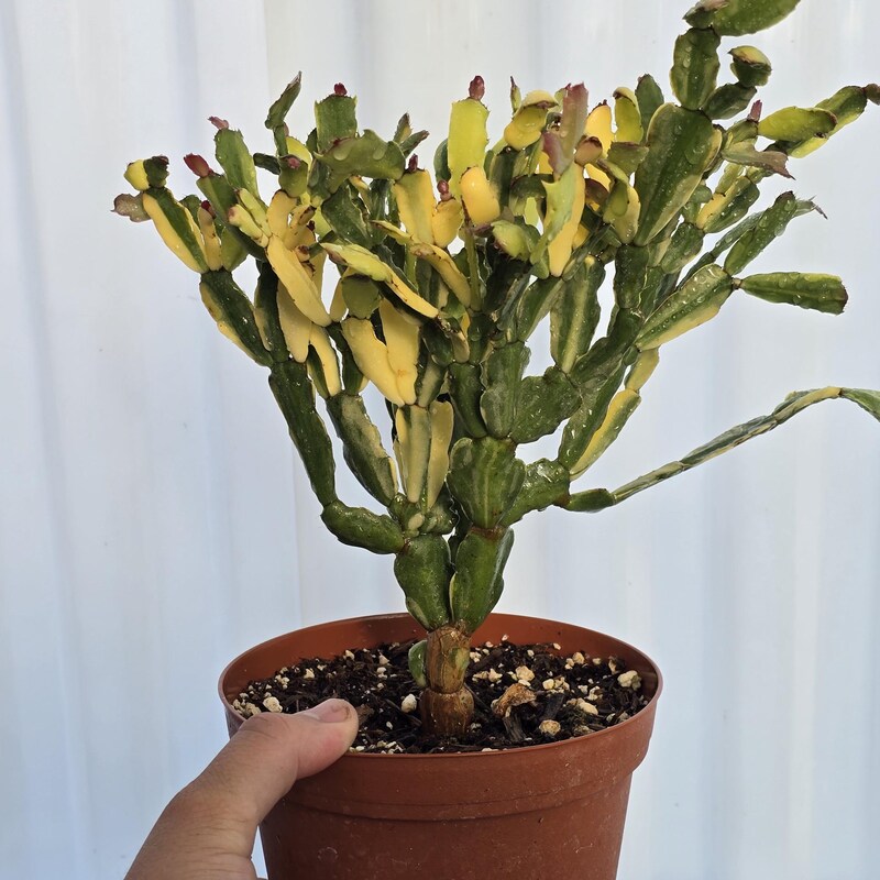 Yellow Christmas Cactus - Etsy
