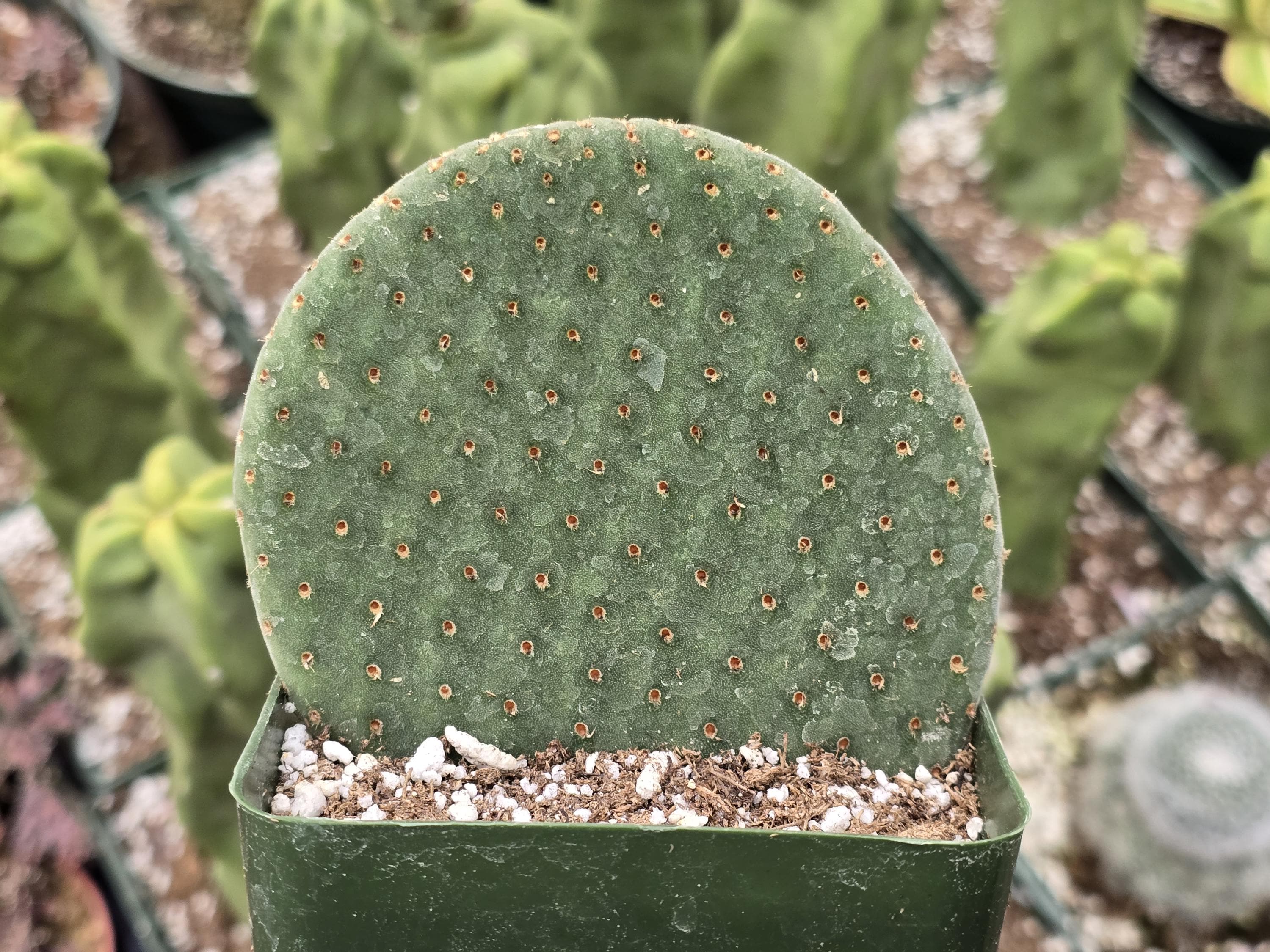 Opuntia Species - Spineless - Touchable - 3.5" Inch Pot - Etsy