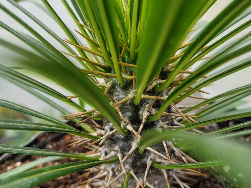 Madagascar Palm 2 Gallon Size - Etsy