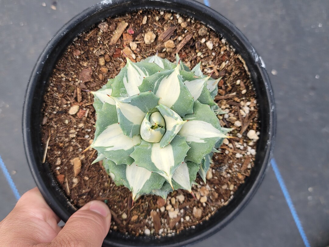 Dwarf Agave Isthmensis 'ohi Raijin Shiro Nakafu ' - Imported Agave ...