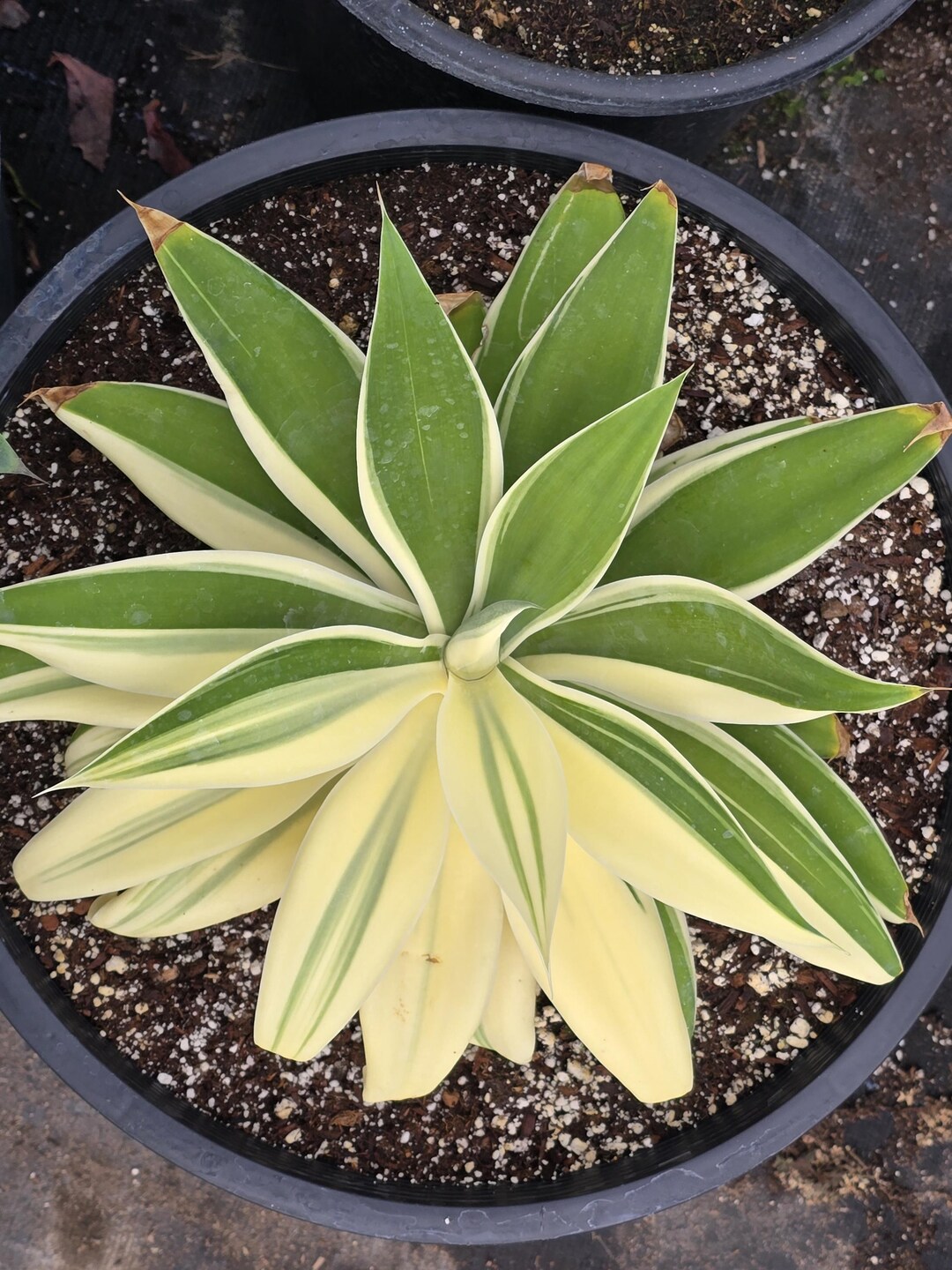 Agave Attenuata 'ray of Light' Half Moon Variegated - Exact One in ...