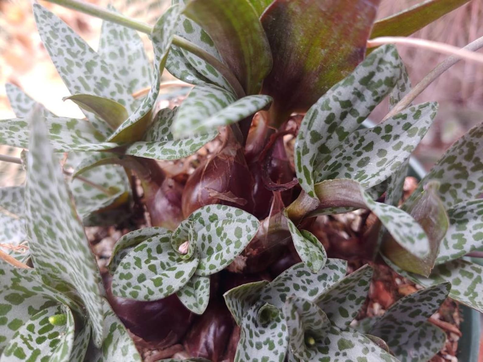 Scilla Violacea 6 Great for Propagation | Etsy