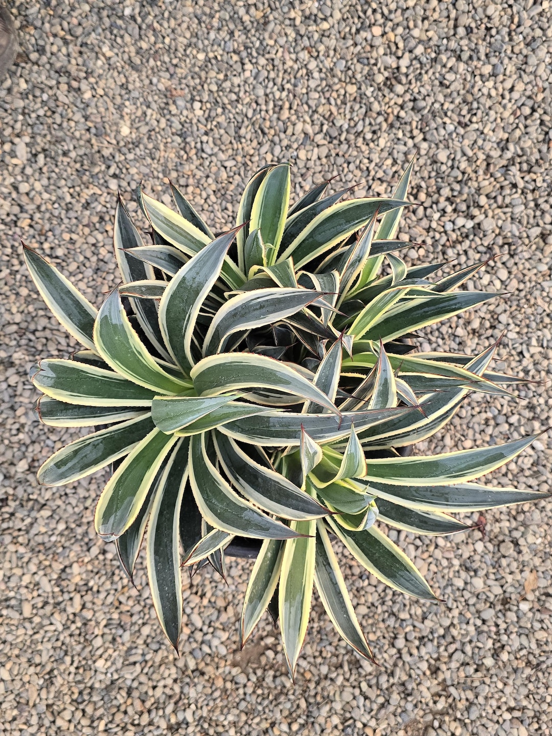 Agave Snow Glow - Multiheaded - Exact One in Picture - Etsy