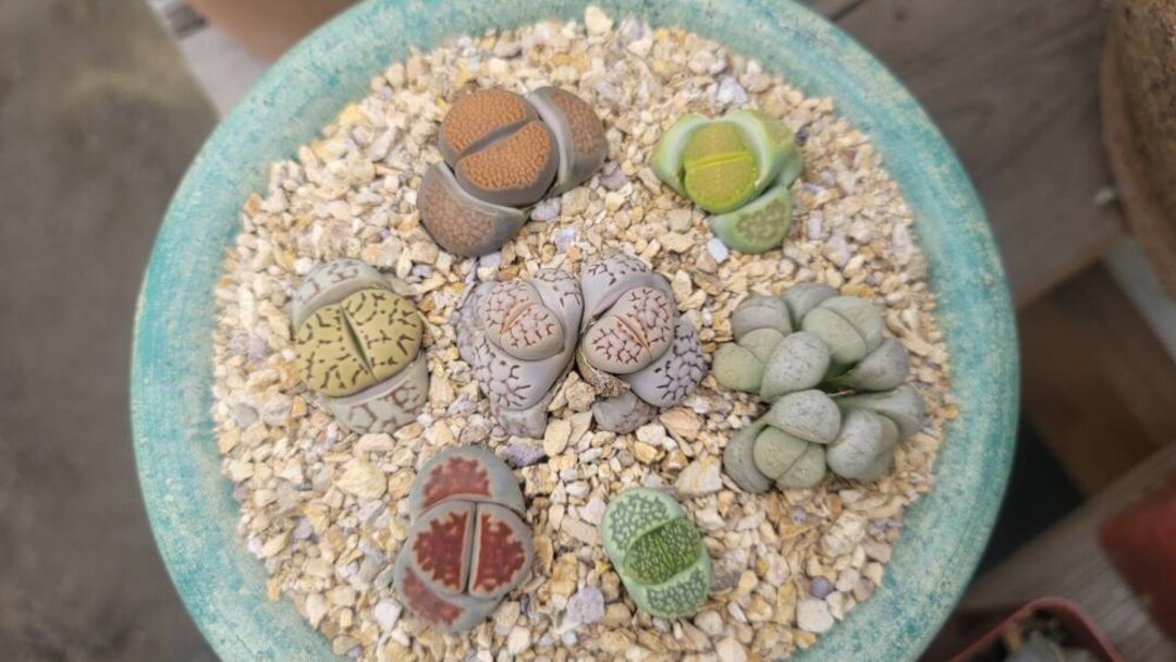 Lithop Random Mix - 3x Different Color/ Texture Lithops - 2" Inch Pots ...