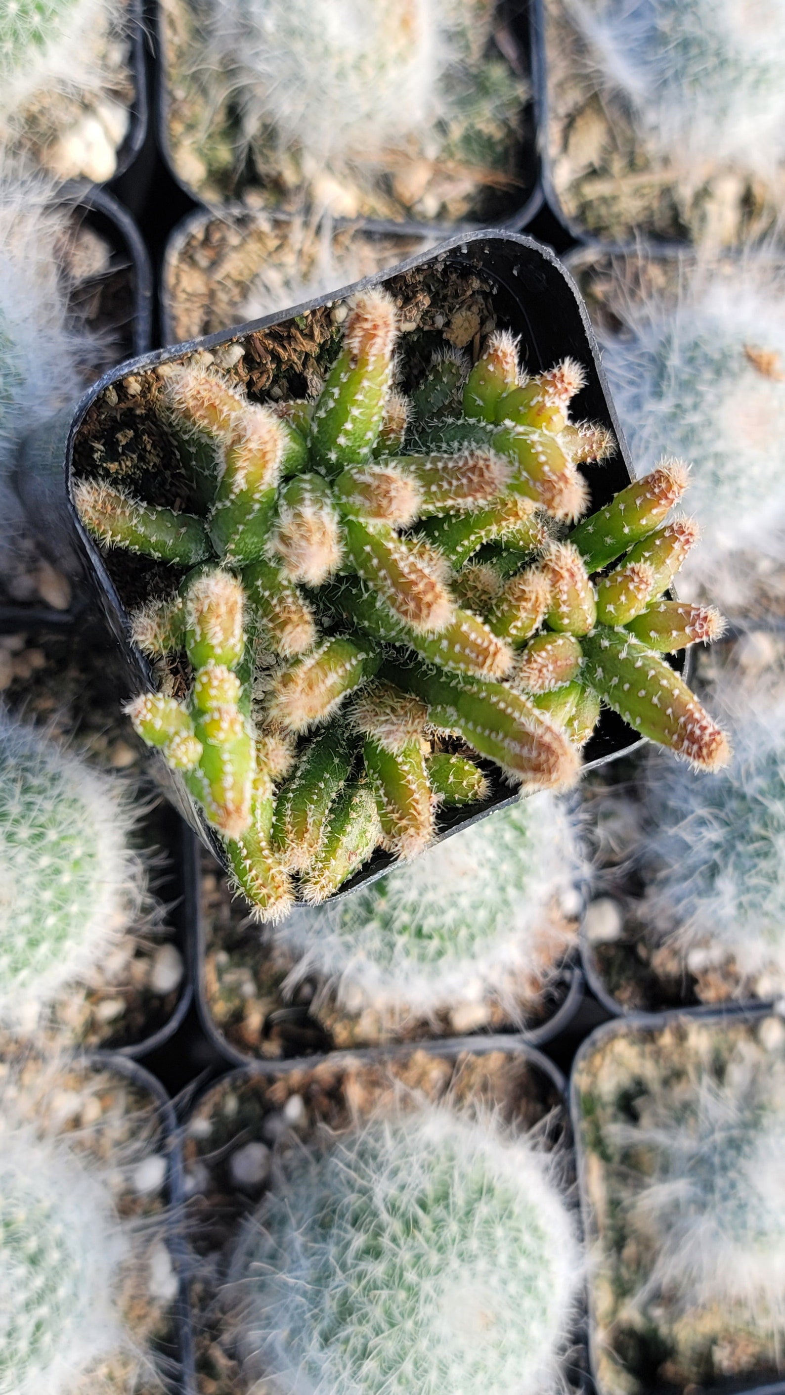 Rhipsalis Baccifera Subs. Horrida - Mouse Tail Cactus - 2" Inch Pot - Etsy