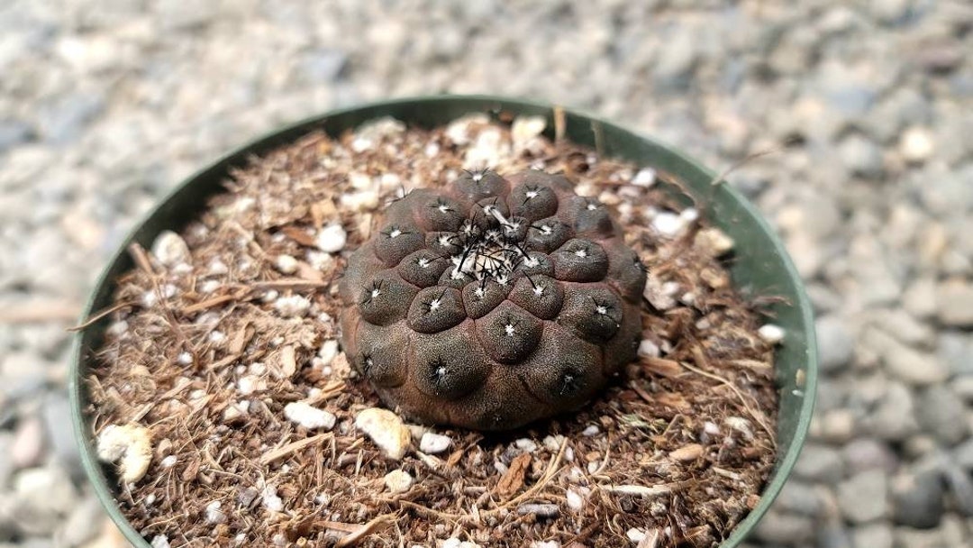 Copiapoa Hypogea - 4" Inch Pot - Yellow Color Blooms - Etsy