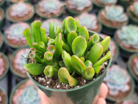 Ogre Ears Succulent Crassula Ovata 'gollum' Jade | Etsy