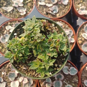 Crassula Picturata "tiger Jade" - 4" - Etsy