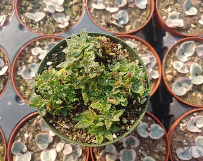 Crassula Picturata tiger Jade 4 - Etsy