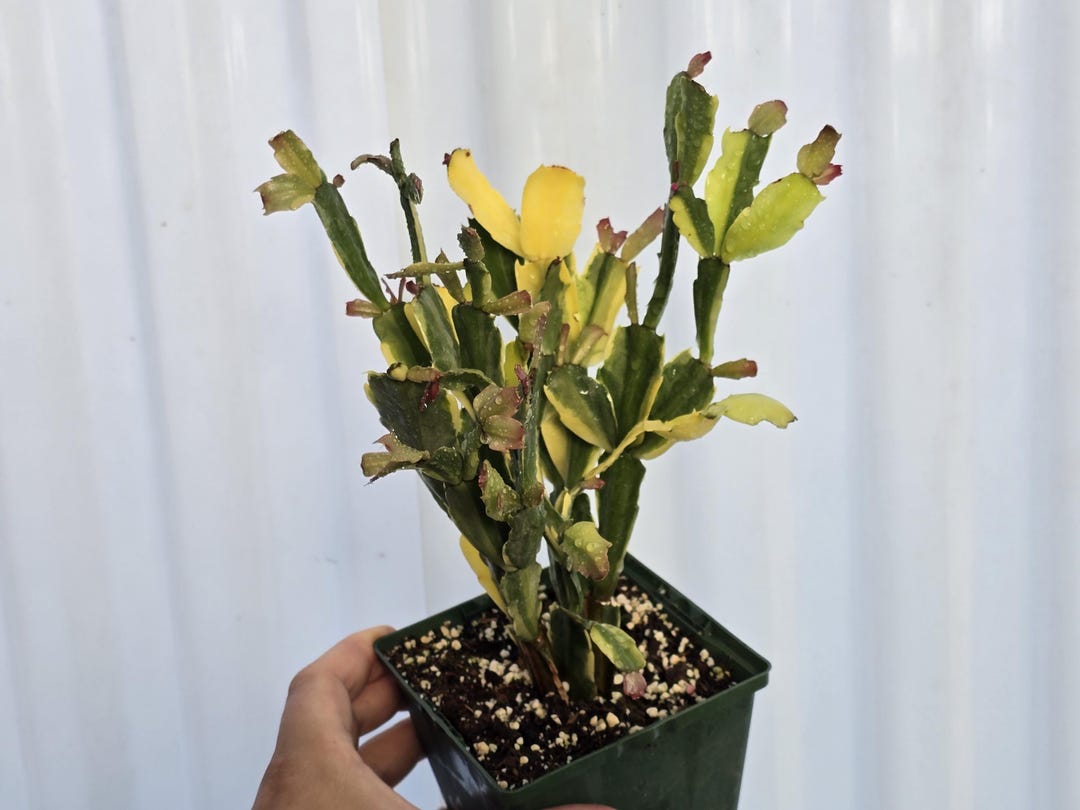 Variegated Christmas Cactus Exact One in Picture 4 Inch Sqaure Pot 53 ...