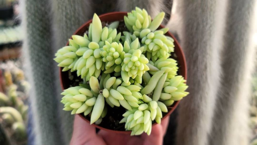 Donkey Tail 4" - Pointy Tips - Etsy