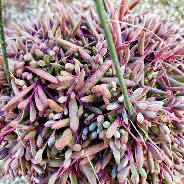 Othonna Capensis - Etsy