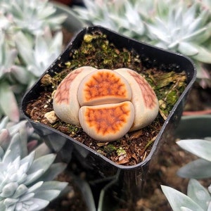 Lithop Karasmontana 2" Inch Pot - Etsy