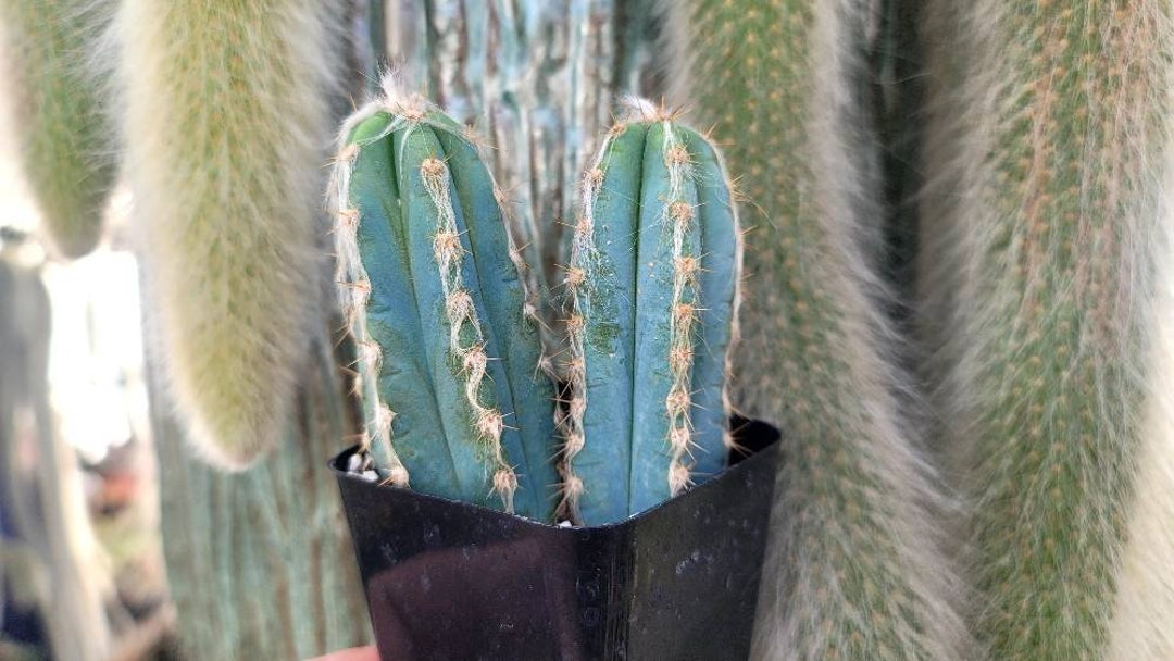 Blue Pilocereus Pachycladus - Hairy Cactus - 2" Double Plant - Etsy