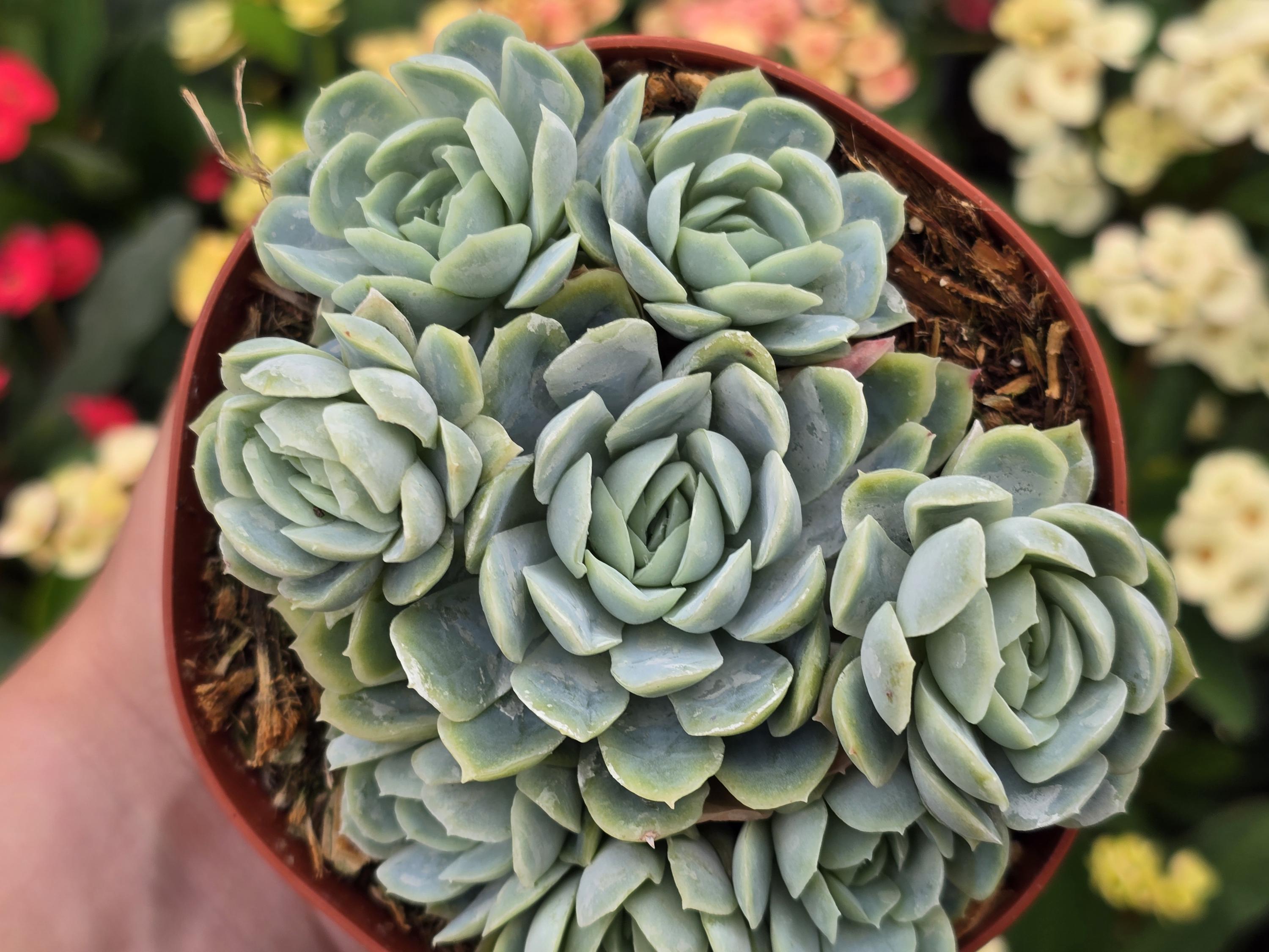 Echeveria Elegance 4" Inch Pot - Multiple Pups - Etsy