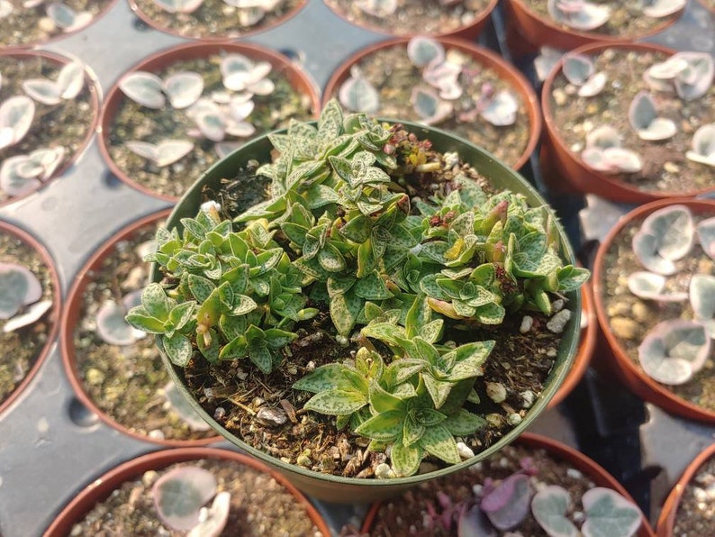 Crassula Picturata "tiger Jade" - 4" - Etsy