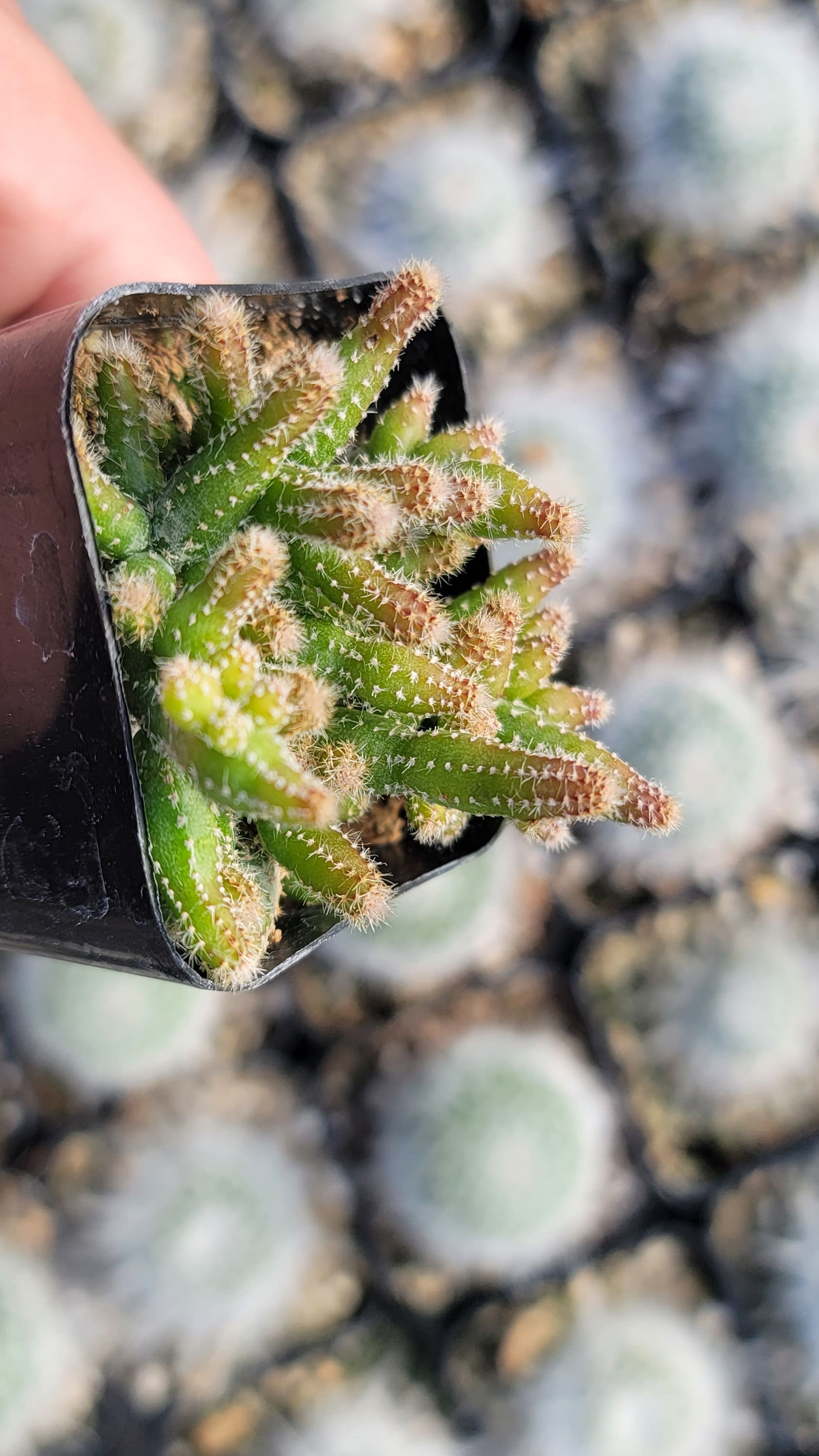 Rhipsalis Baccifera Subs. Horrida - Mouse Tail Cactus - 2" Inch Pot - Etsy