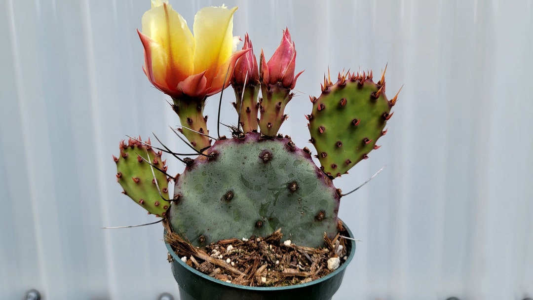 Santa Rita Cactus 4" - Single Paddle With Pups - Etsy