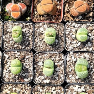 Lithop Random Mix - 3x Different Color/ Texture Lithops - 2" Inch Pots ...