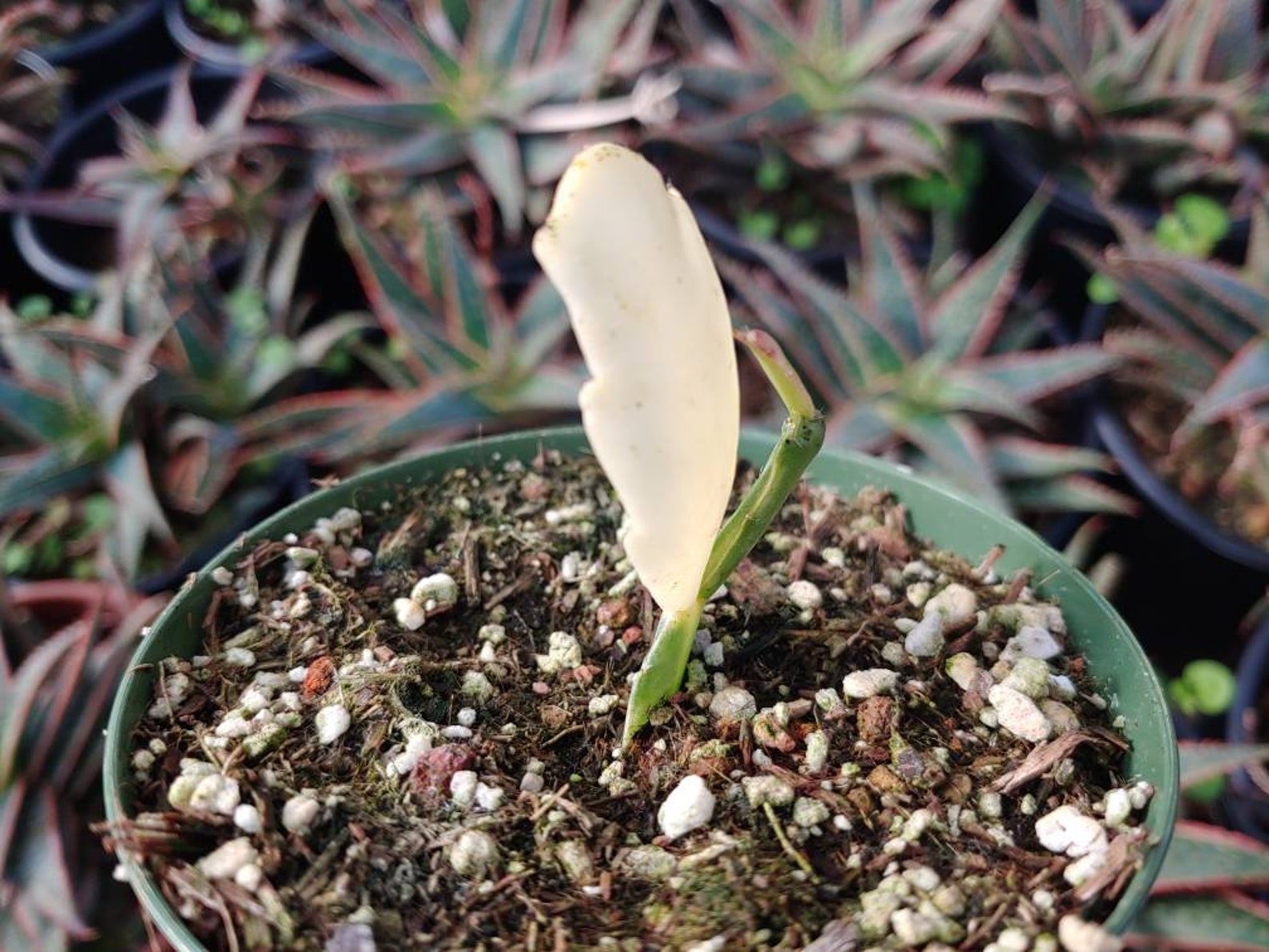 Variegated Christmas Cactus Rare Plant 4 Pot Size - Etsy