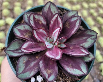 Echeveria Nodulosa 4 Inch Rare Succulent Plant - Etsy