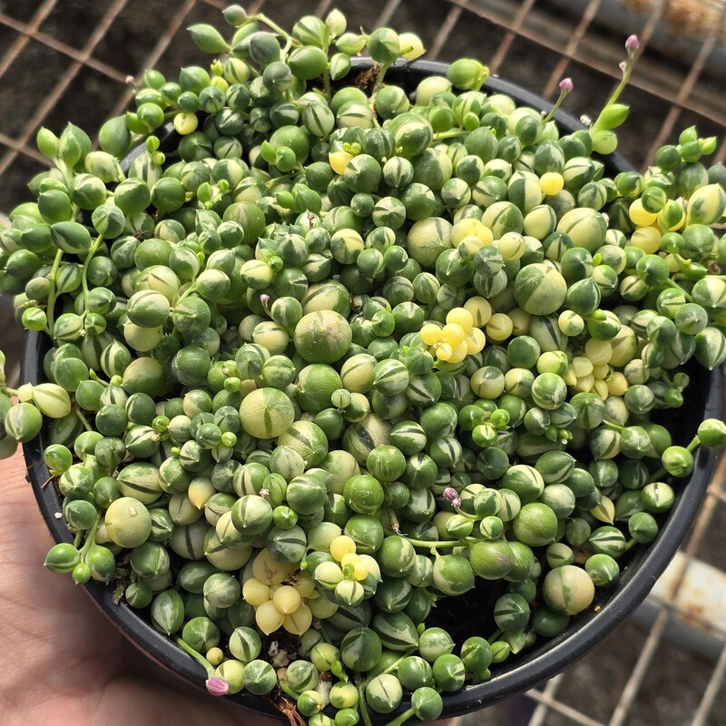 String of Frogs - Etsy