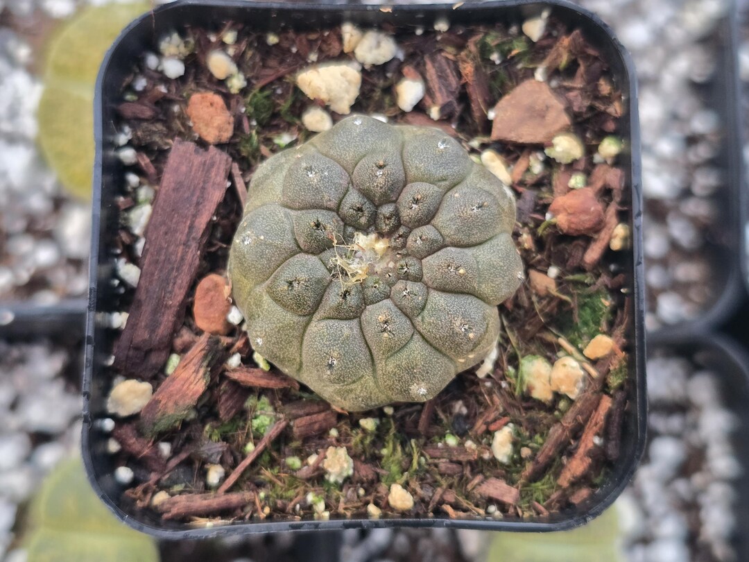 Copiapoa Hypogea 2" Inch Pot - Etsy