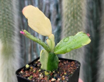 Variegated Christmas Cactus 2 Exact One in Picture - Etsy