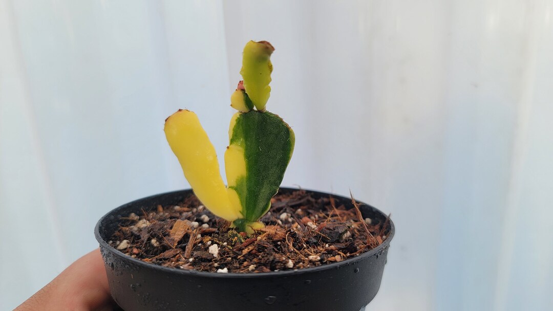 Variegated Christmas Cactus 4 Inch Pot Exact One in Picture 0002 - Etsy
