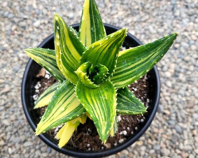 Variegated Aloe Nobillis 1 Gallon - Etsy