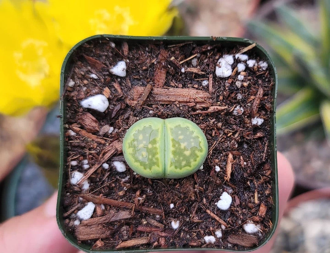 Lithop Green Color 2 Inch Pot - Etsy Österreich