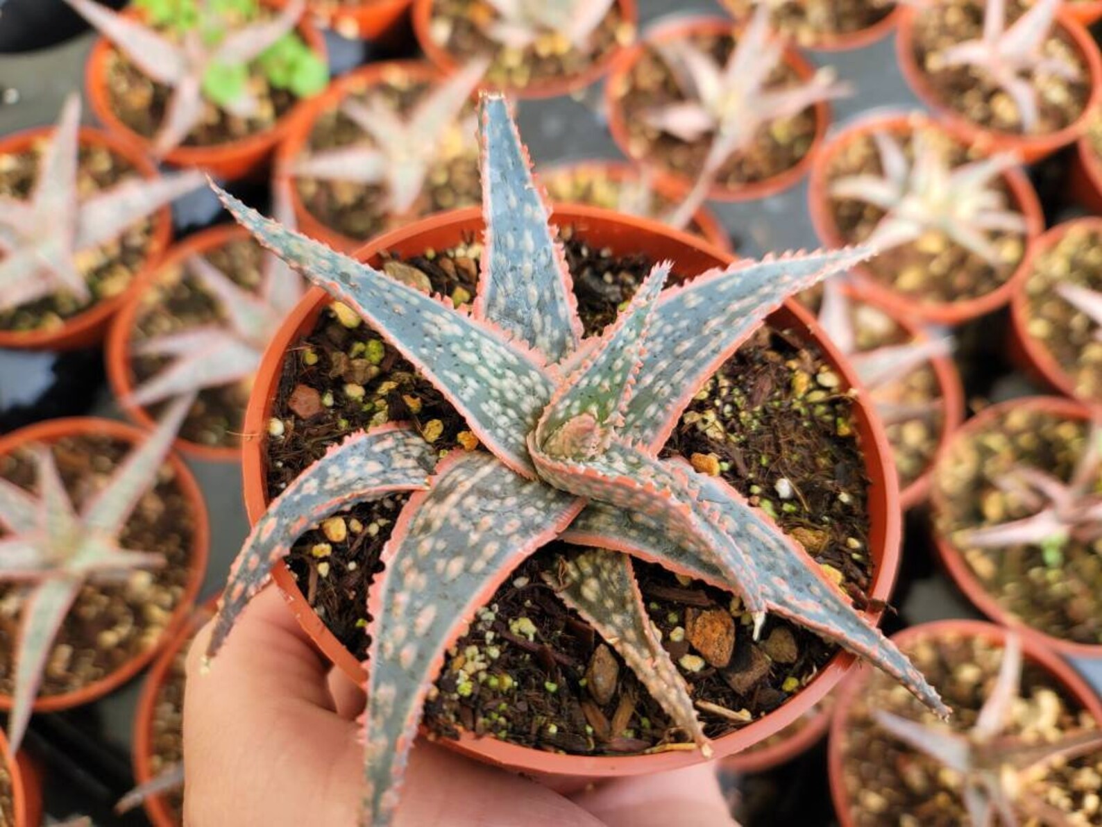 Aloe Bright Star 4 | Etsy