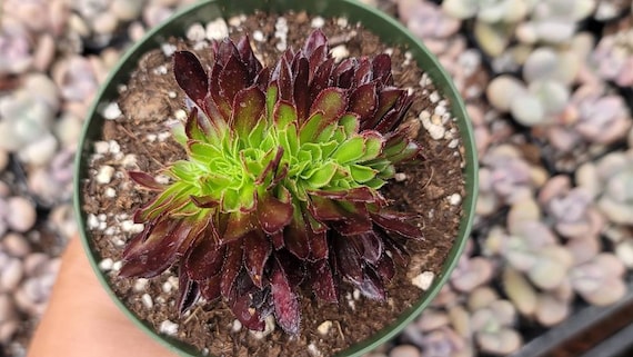Crested Aeonium 4 - Etsy