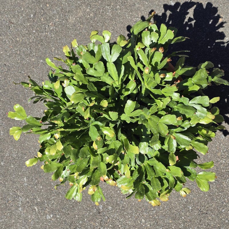 Cactus and Plant Pictures - Etsy