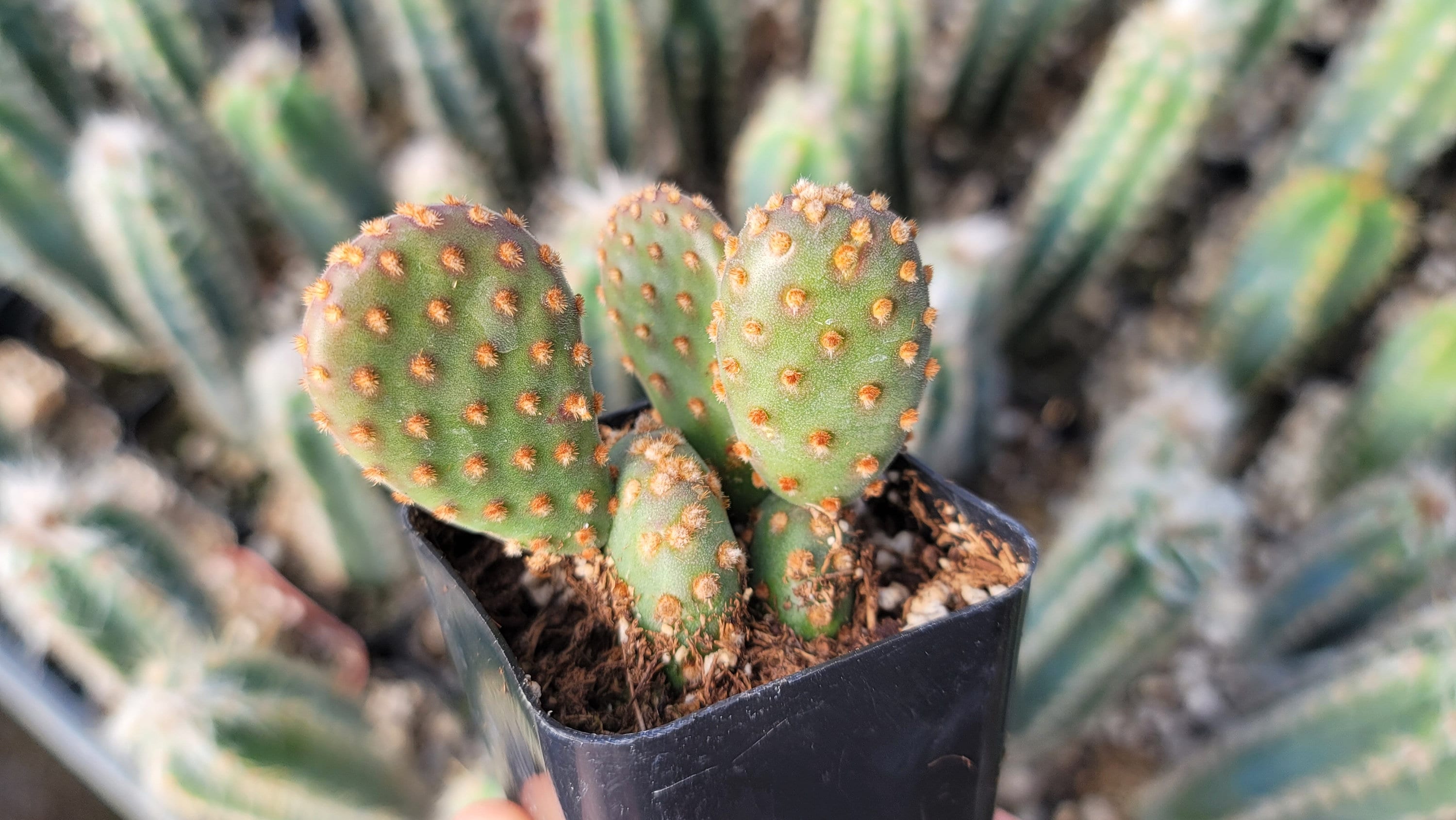 Opuntia Rufida Minima - Mini Cinnamon Cactus - 2" Inch Pot - Etsy